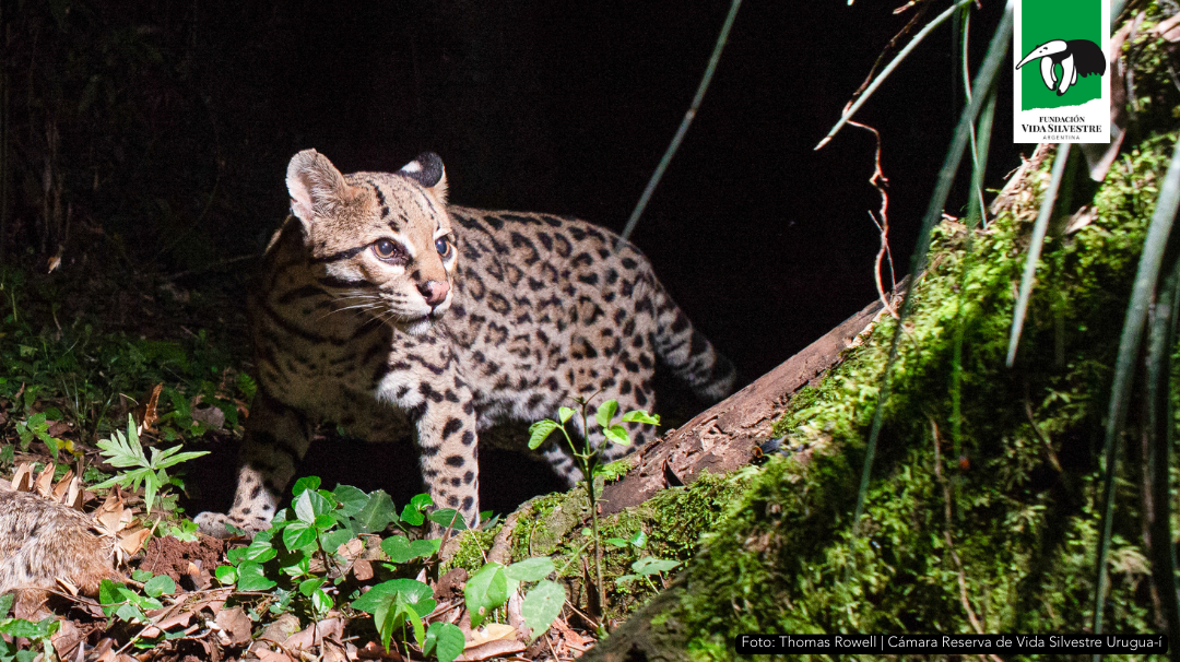 Huellita, la ocelote más longeva del mundo vive en Misiones | Fundación ...