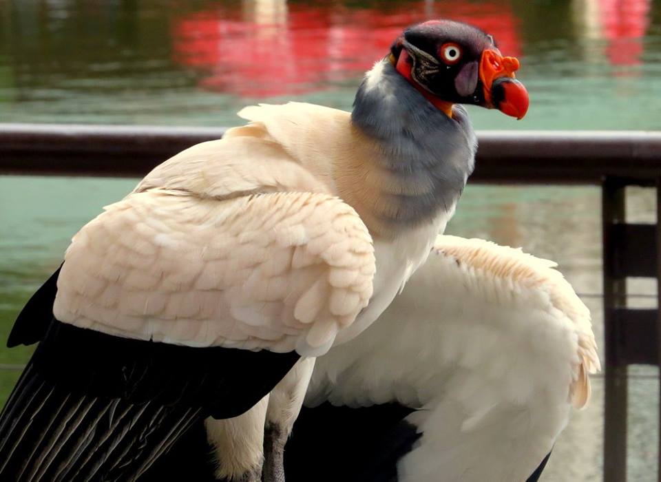 Sobre el estado del Ecoparque Porteño | Fundación Vida Silvestre Argentina