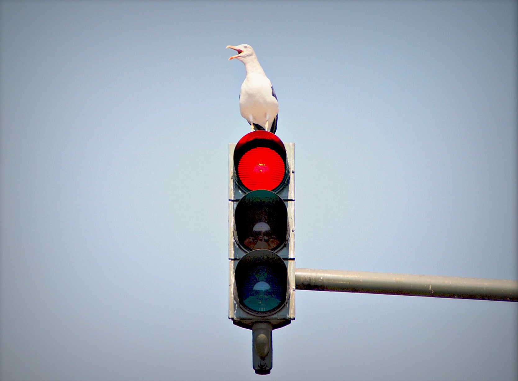 Día de la Tierra: Semáforo ambiental | Fundación Vida Silvestre Argentina